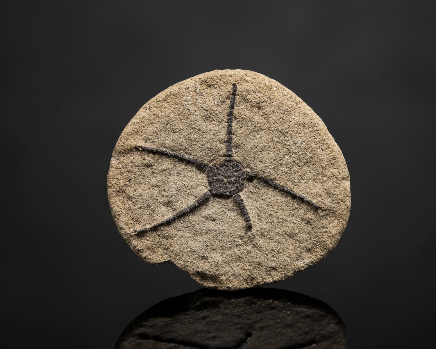 Worldwide Fossils – Rocky Mountain Minerals and Fossils